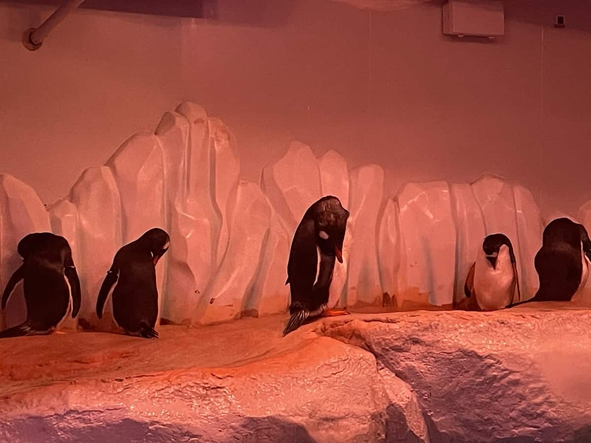 SEA LIFE Bangkok Ocean World - Worth Visiting?