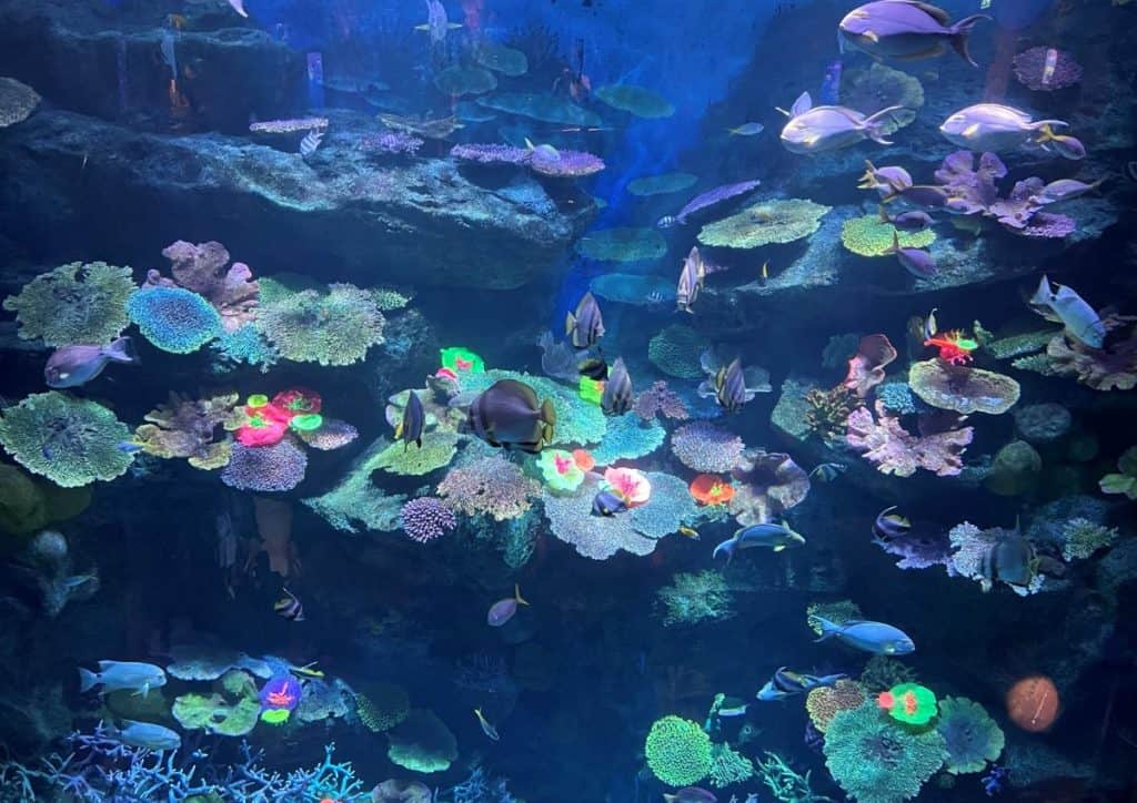 SEA LIFE Bangkok Ocean World - Worth Visiting?